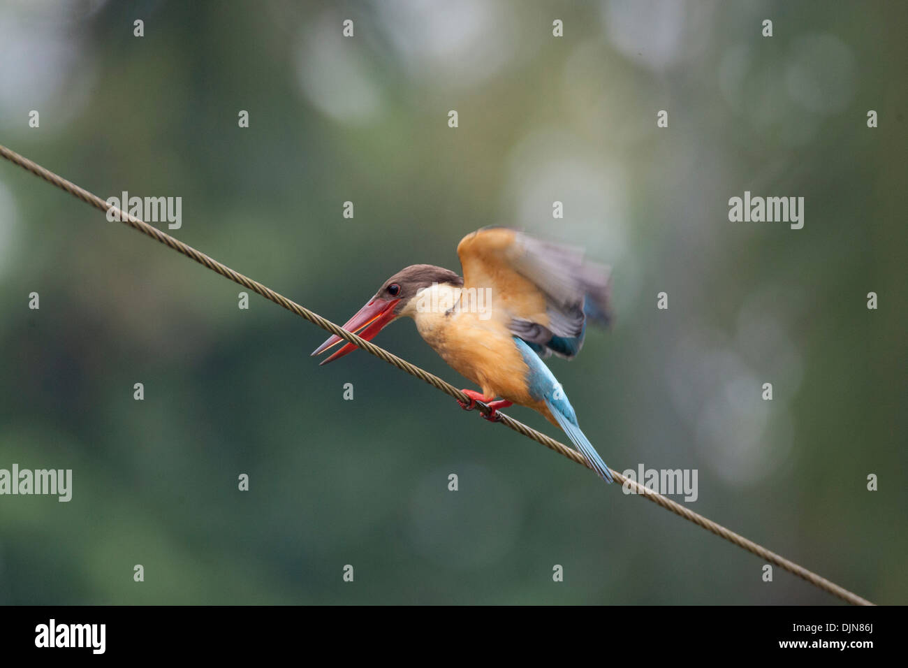 Stork billed kingfisher hi-res stock photography and images - Alamy