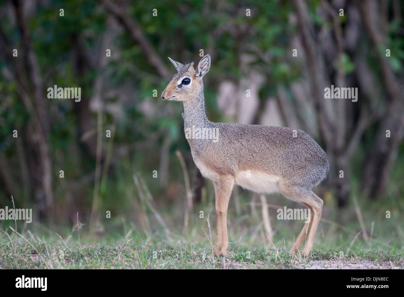 Dik Dik - The second smallest antelope in the world and the cutest in ...