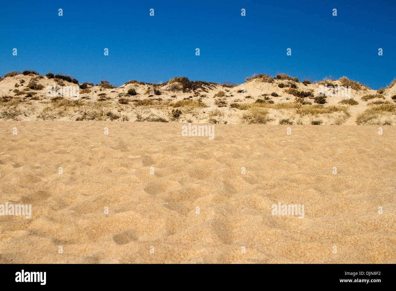 View of a beach landscape with dune vegetation and sand Stock Photo - Alamy
