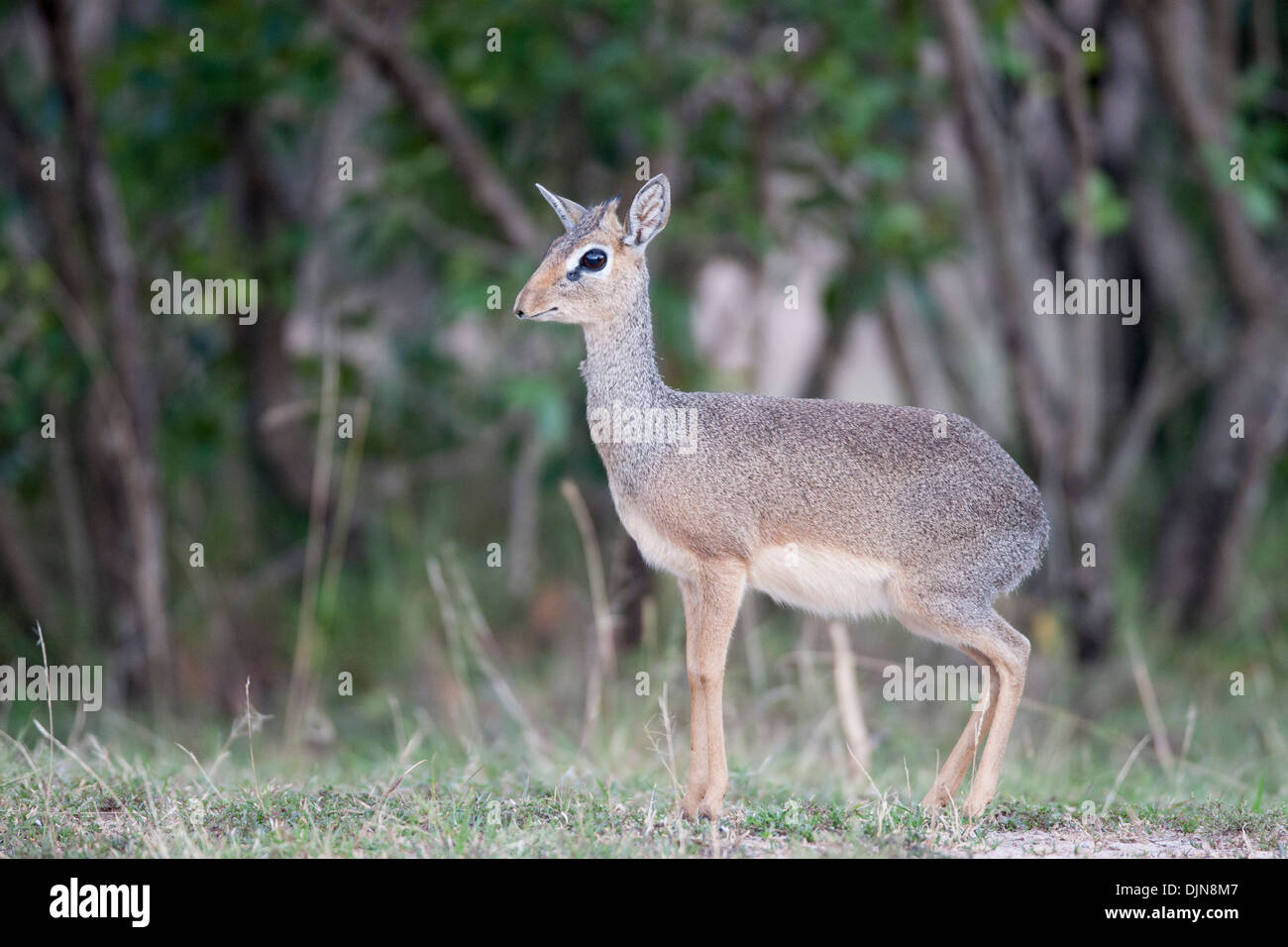 Dik Dik - The second smallest antelope in the world and the cutest in ...