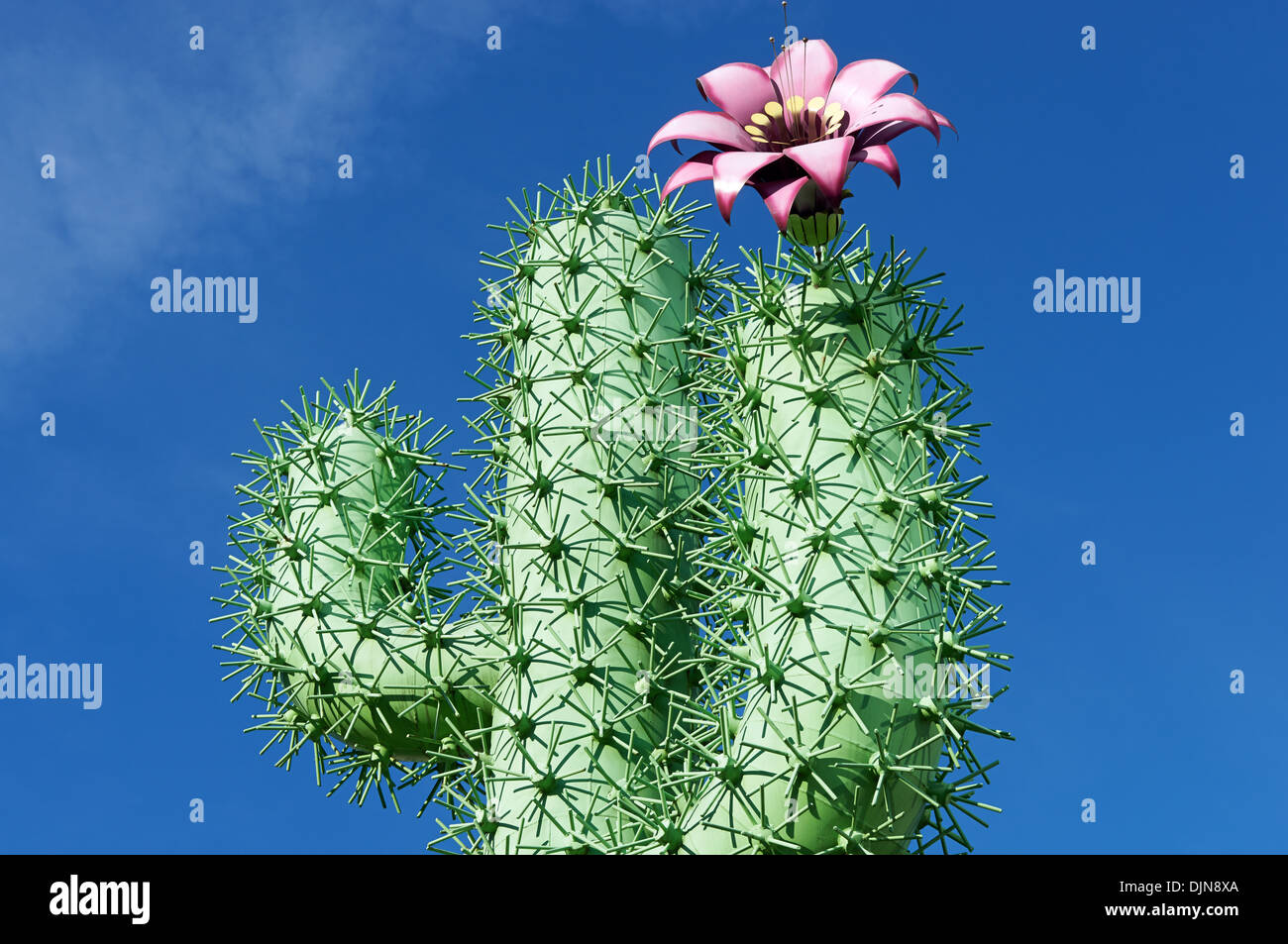 Plastic cactus hi-res stock photography and images - Alamy