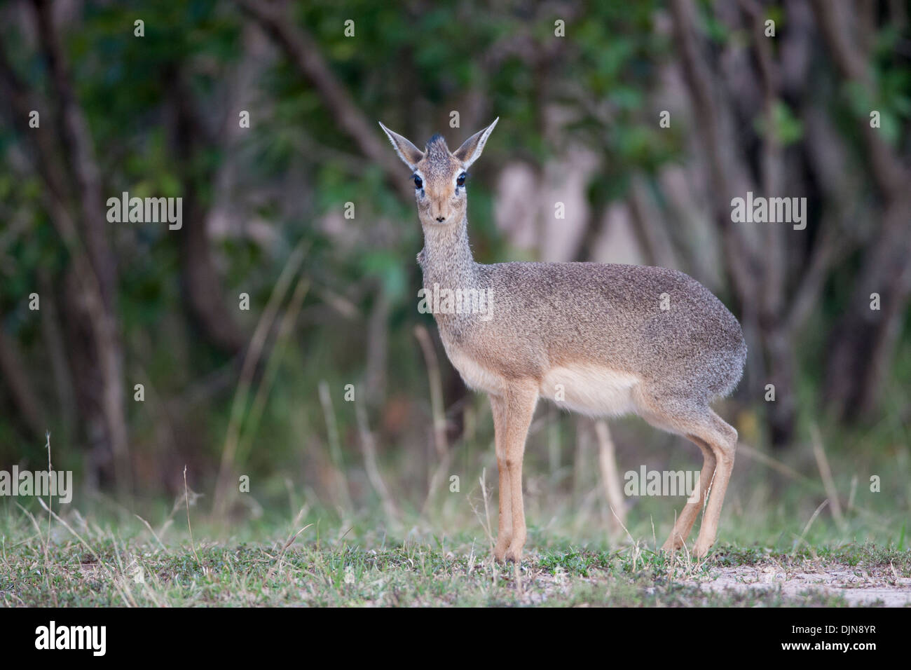 Dik Dik - The second smallest antelope in the world and the cutest in ...