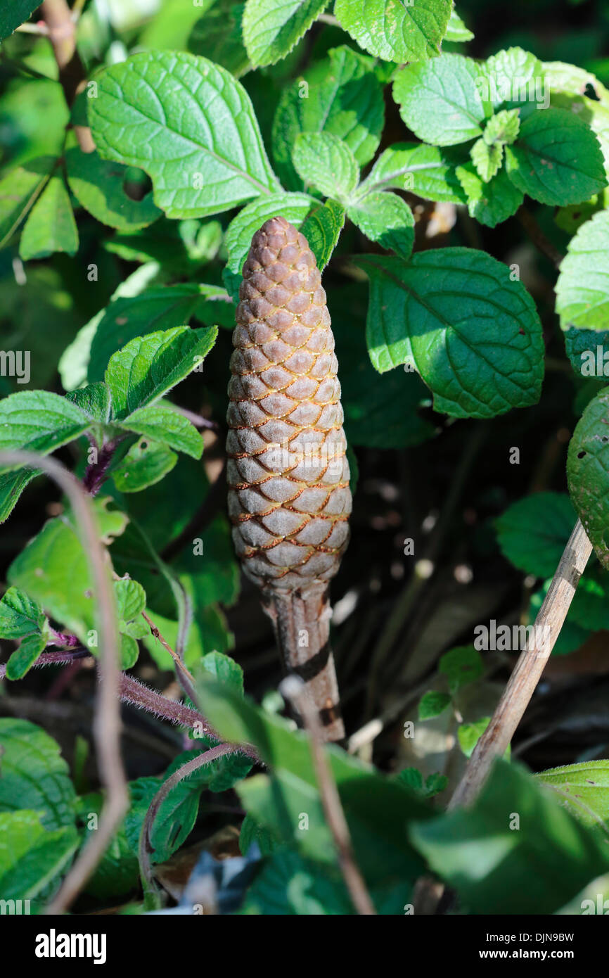 Male cone of Stangeria Eriopus, an endemic South African cycad species ...