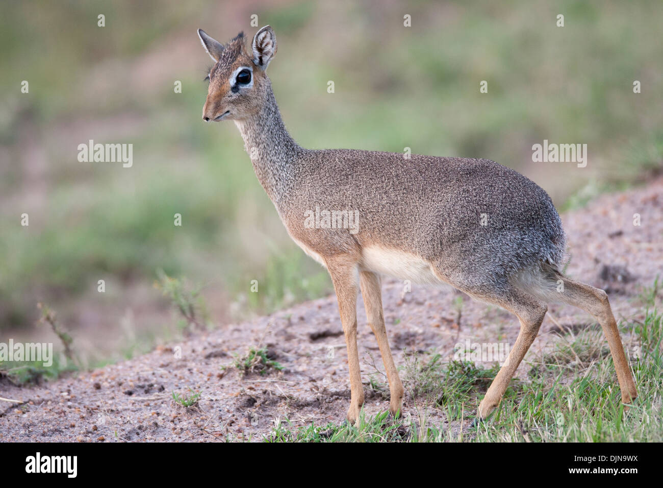 Dik Dik - The second smallest antelope in the world and the cutest in ...