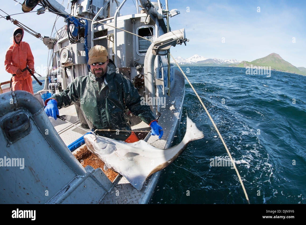 Gaffing Halibut To Bring Aboard During Commercial Longline Fishing ...