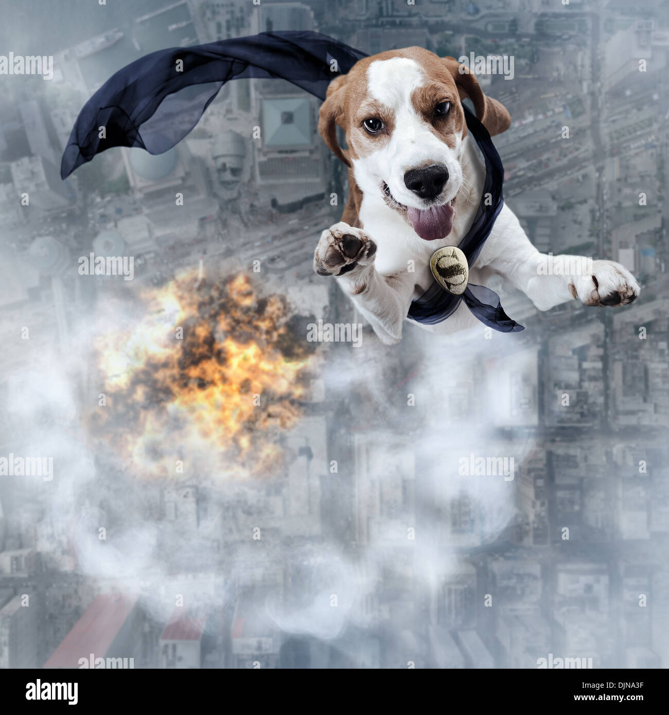 dog - superhero flying highly in the sky Stock Photo - Alamy