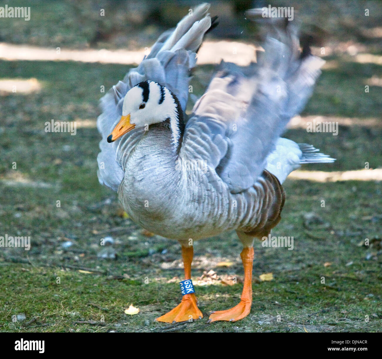 Bar headed goose hi-res stock photography and images - Alamy