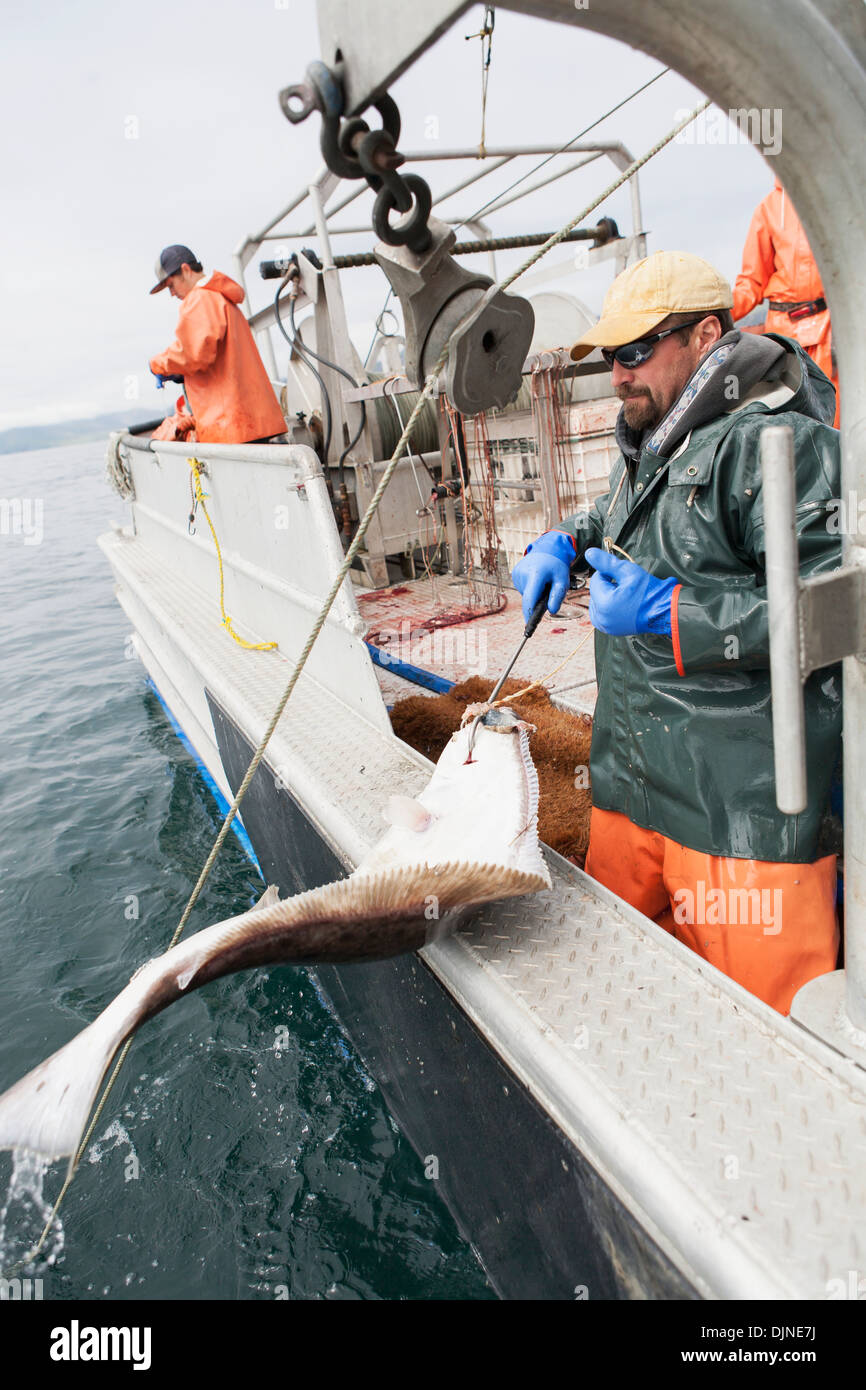 Gaffing Halibut To Bring Aboard During Commercial Longline Fishing ...