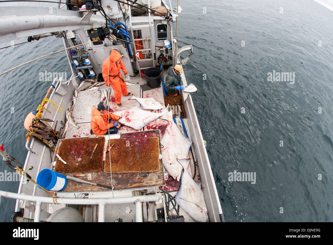 Gaffing halibut bring during commercial hi-res stock photography and ...