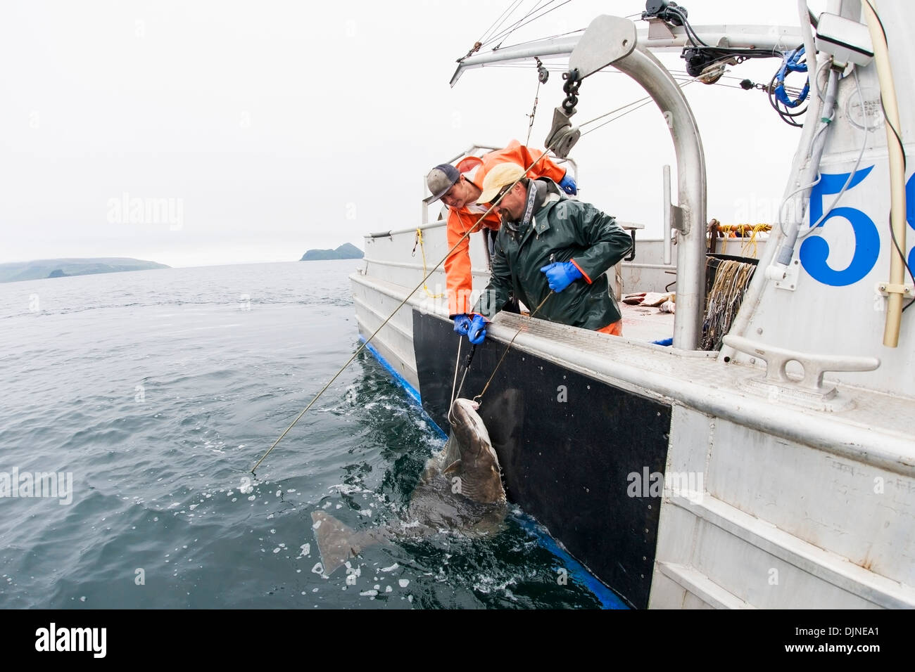 Gaffing hook hi-res stock photography and images - Alamy