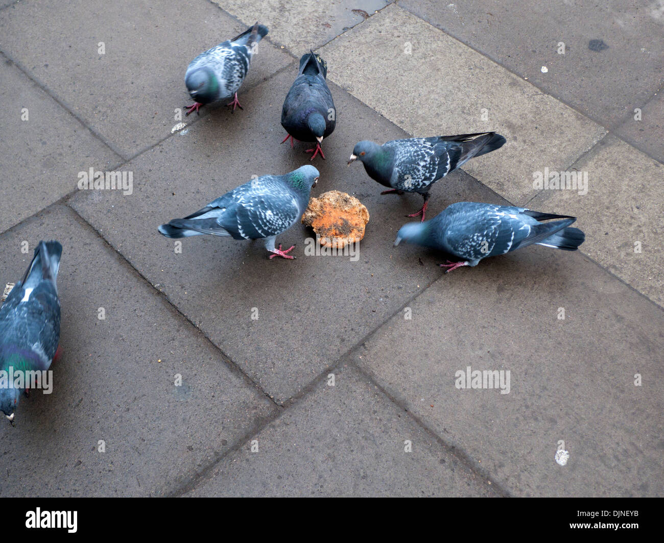 Pigeons on the sidewalk pavement pecking at a chunk of bread on York ...