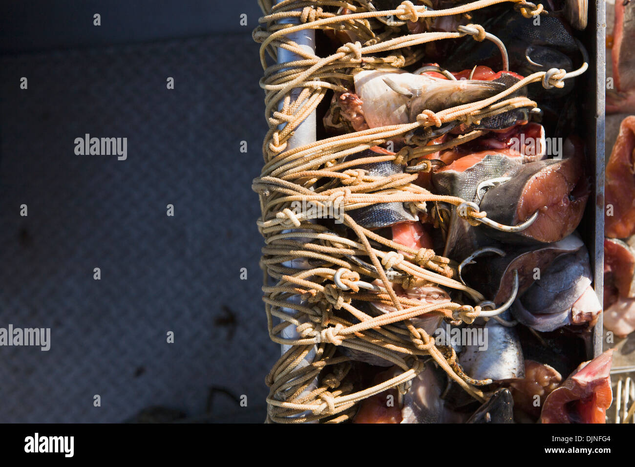 Commercial Halibut Fishing Longline Hooks Baited With Pink Salmon Sit ...