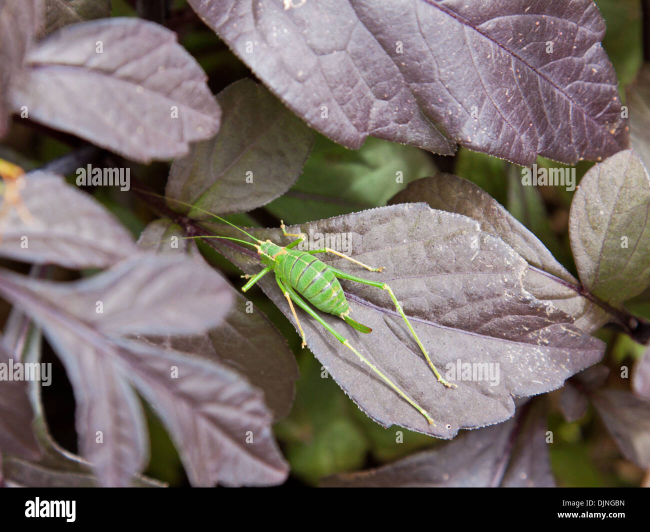 A Speckled Bush Cricket ( Leptophyes punctatissima Stock Photo - Alamy
