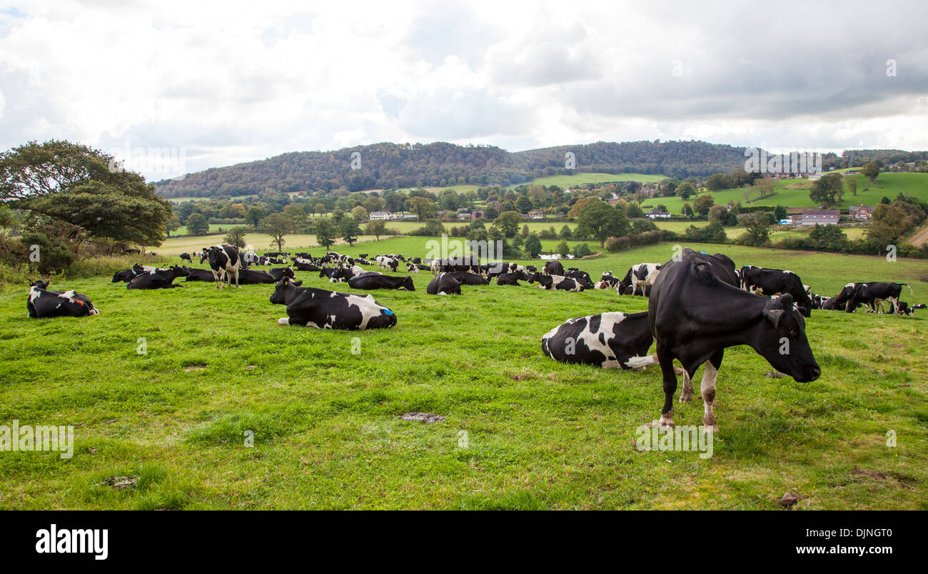 A herd of Friesian dairy cows in a pasture or farm field Cheshire ...