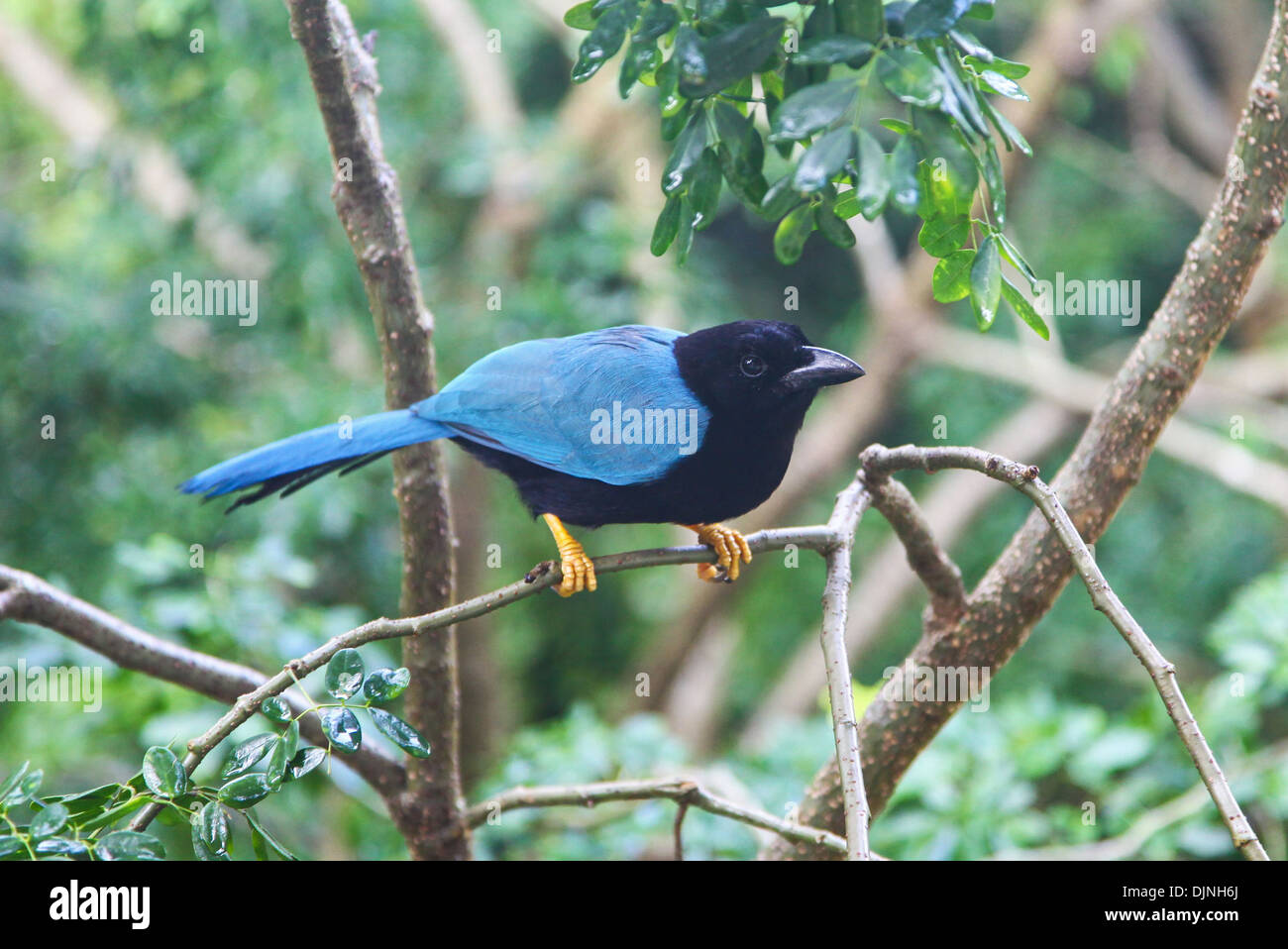 Yucatan jay cyanocorax yucatanicus hi-res stock photography and images ...
