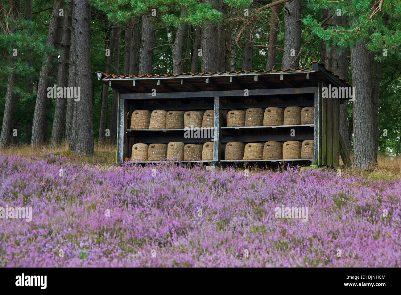 Bee hives / beehives / skeps for honeybees in shelter of apiary in the ...