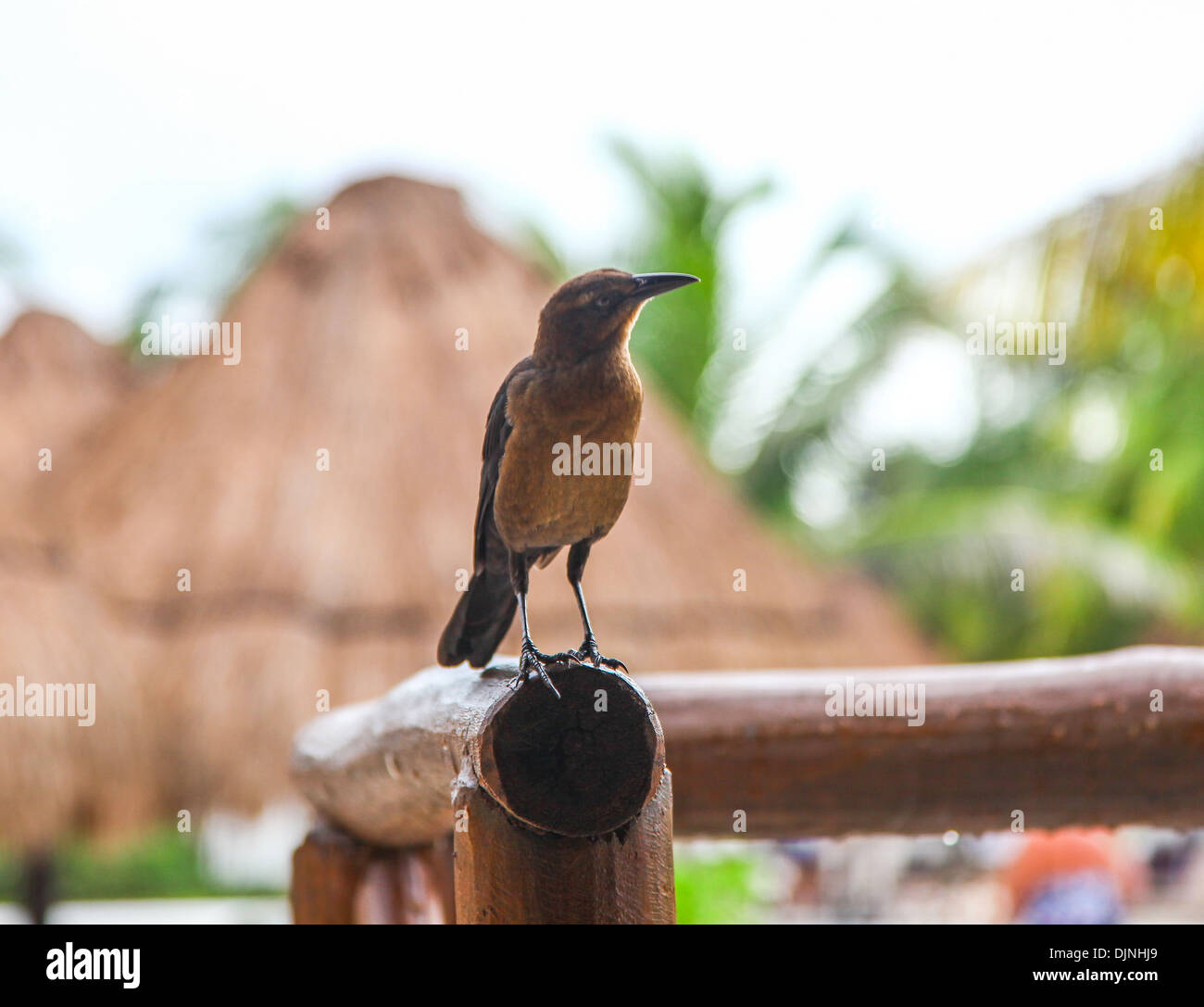 A Female Great-tailed Grackle at Riviera Maya Cancun Quintana Roo ...
