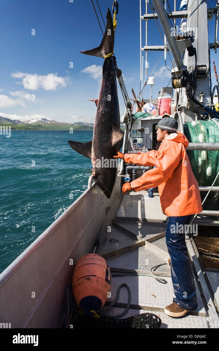 Gillnet shark hi-res stock photography and images - Alamy