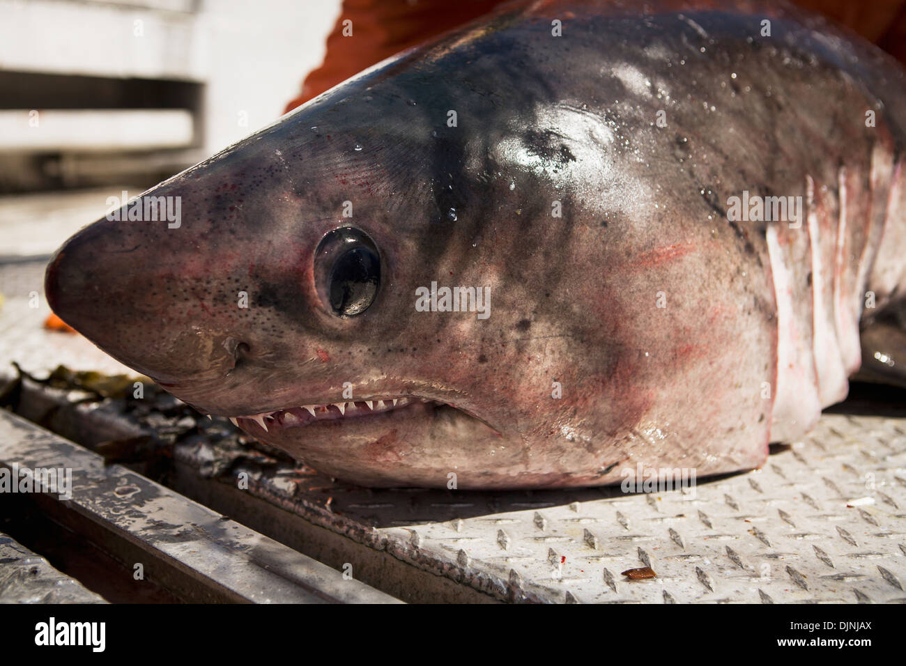 A Salmon Shark Caught While Salmon Fishing In The Alaska Department Of ...