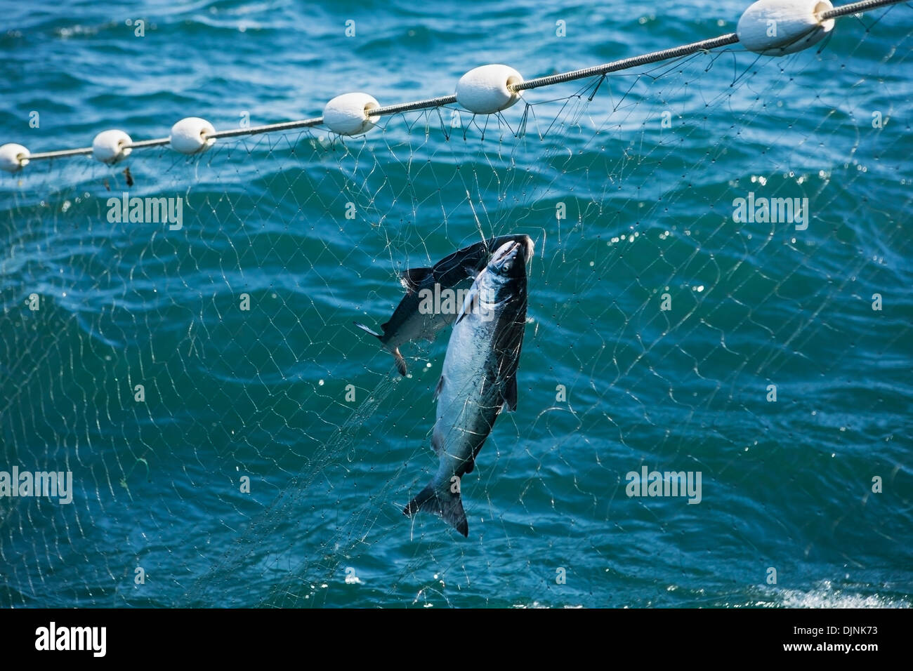 Salmon Fishing In The Alaska Department Of Fish And Game 'alaska ...
