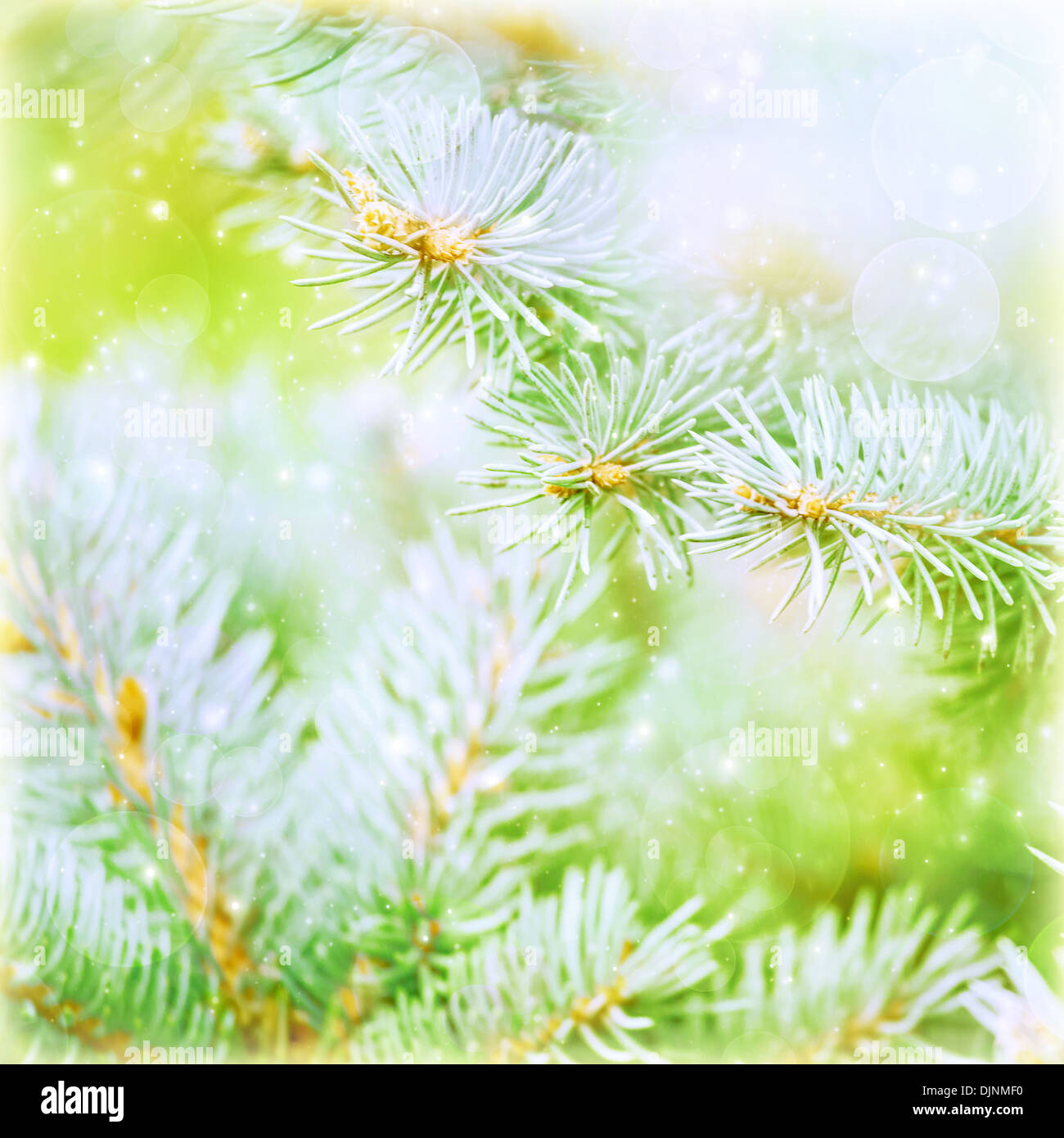 Pine tree branch background, evergreen tree needle covered with ...