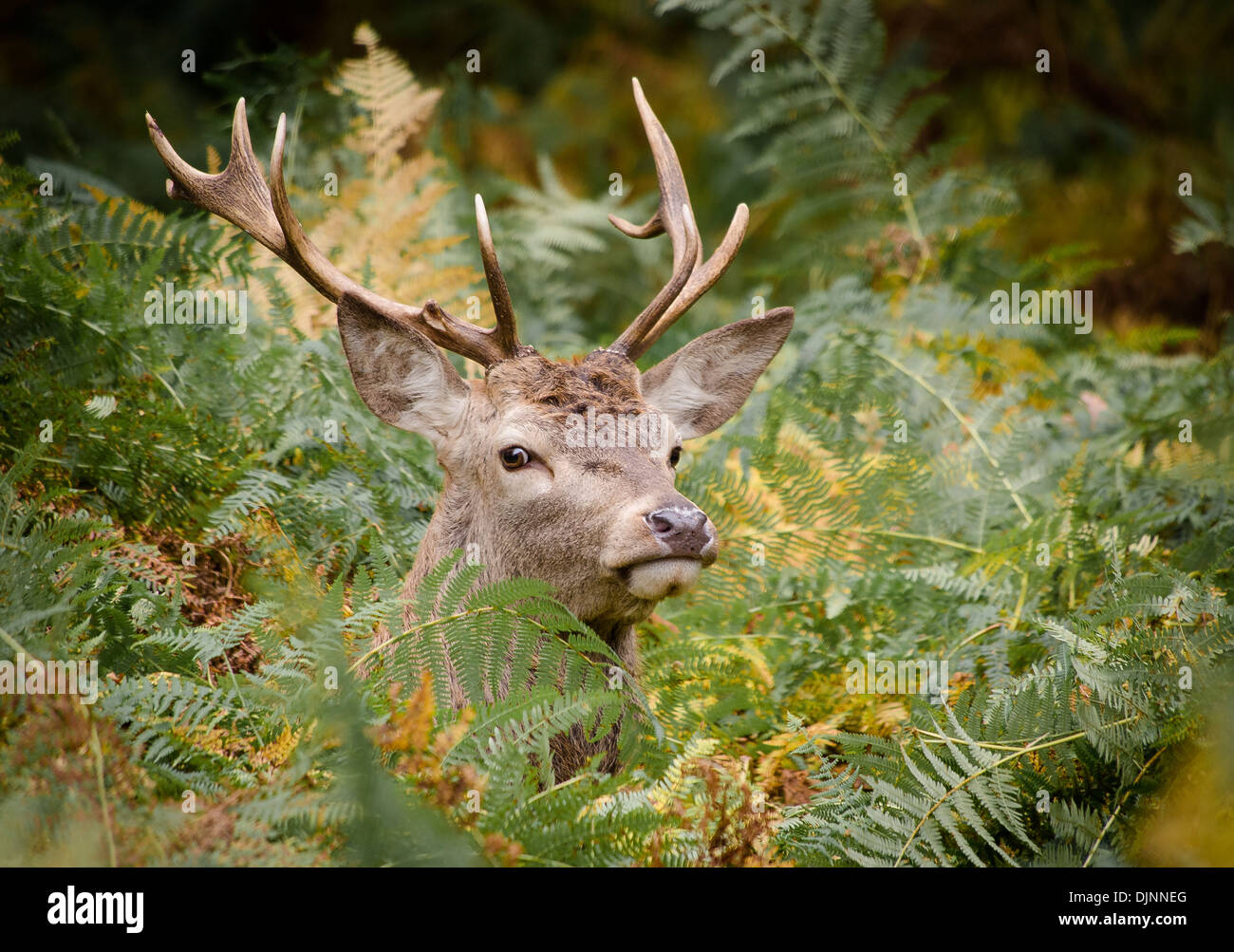 Red Deer stag, face looking through undergrowth Stock Photo - Alamy
