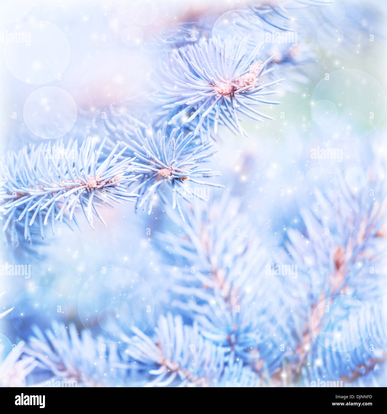 Frozen pine tree background, blue abstract winter backdrop, conifer ...
