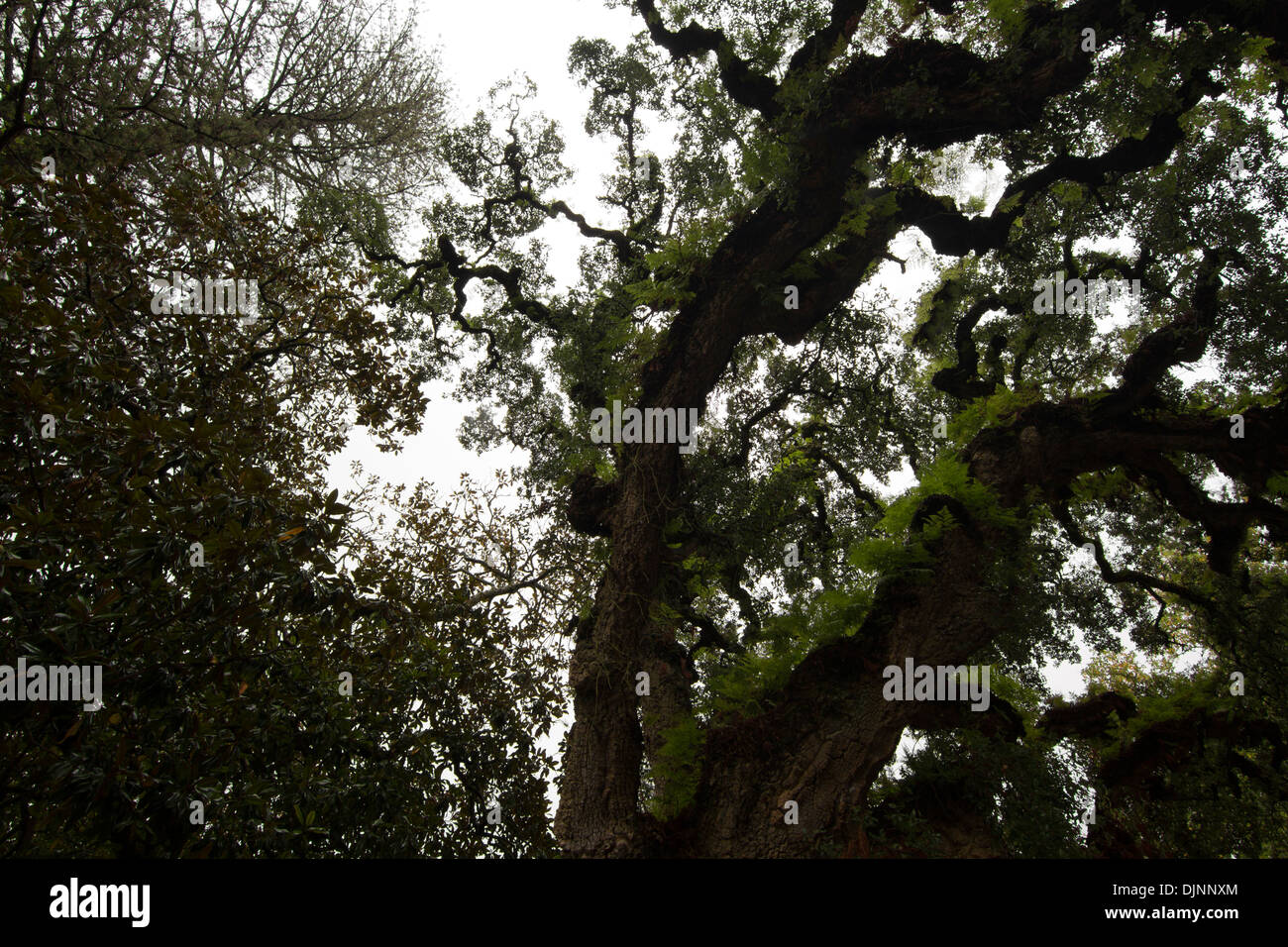 Upward view of very tall trees on the forest Stock Photo - Alamy