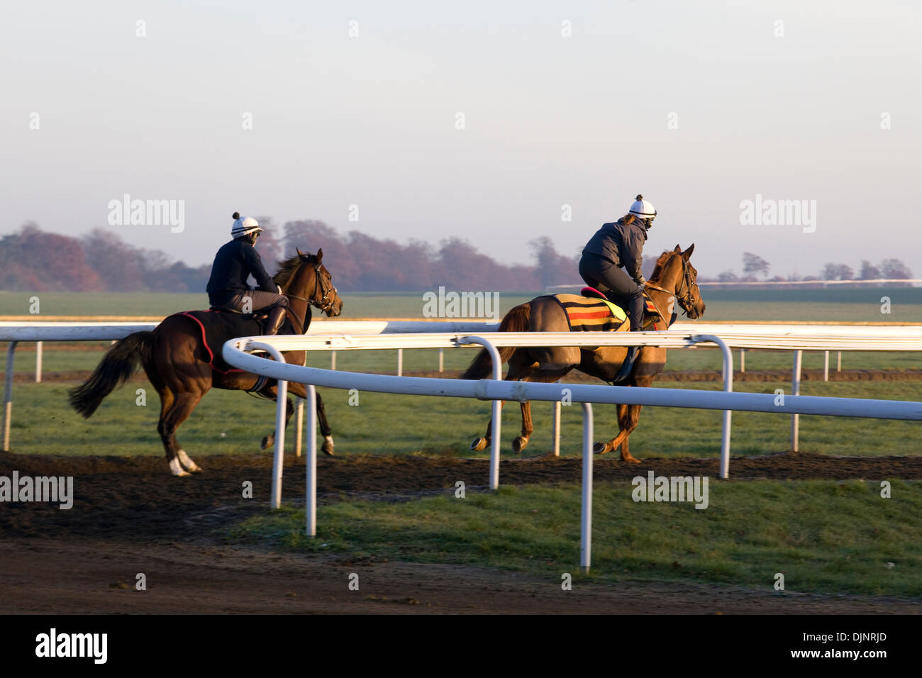 horses on the gallops at Newmarket Stock Photo - Alamy