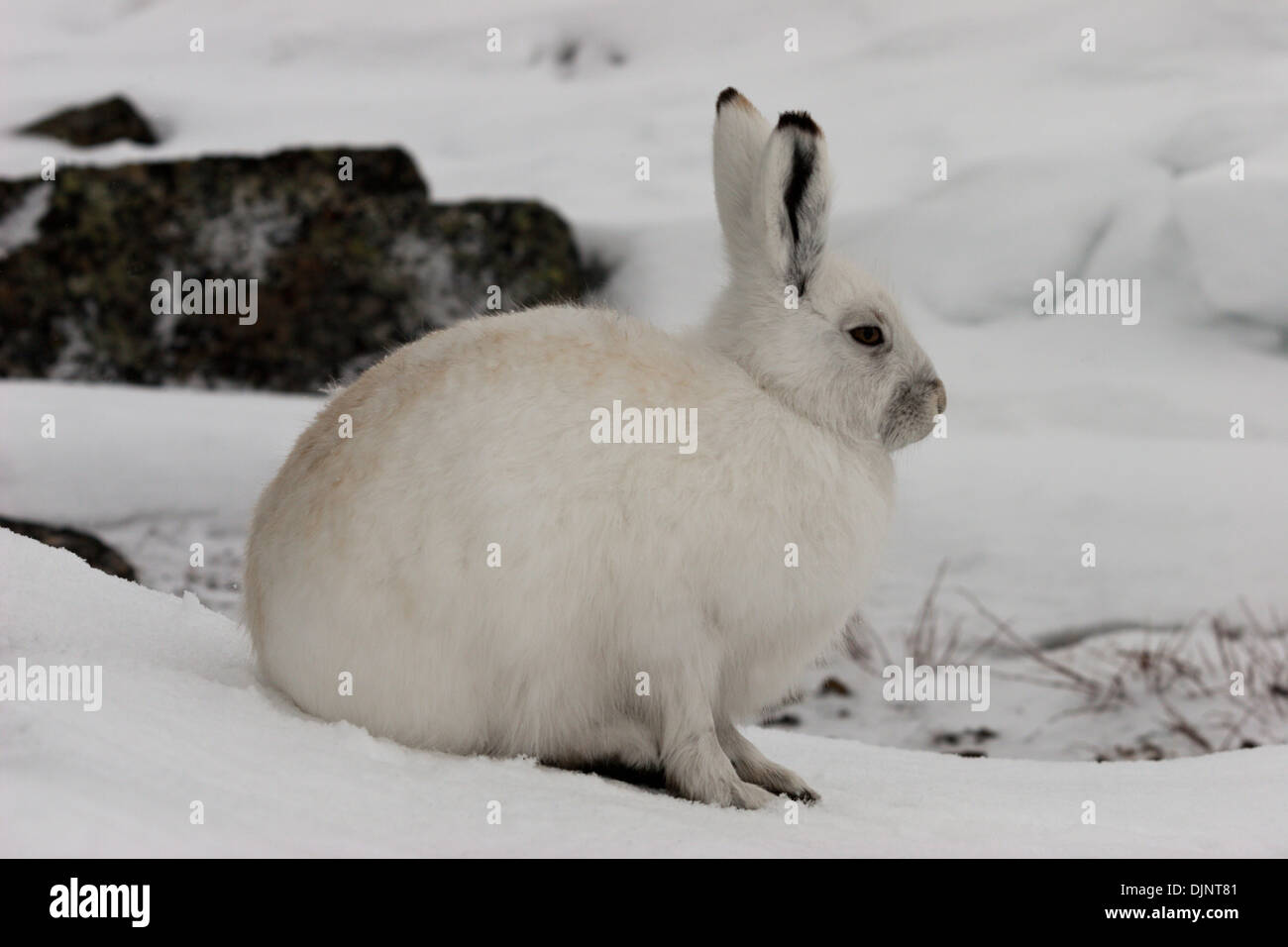 arctic hare rabbit bunny white Canada north hop Stock Photo - Alamy