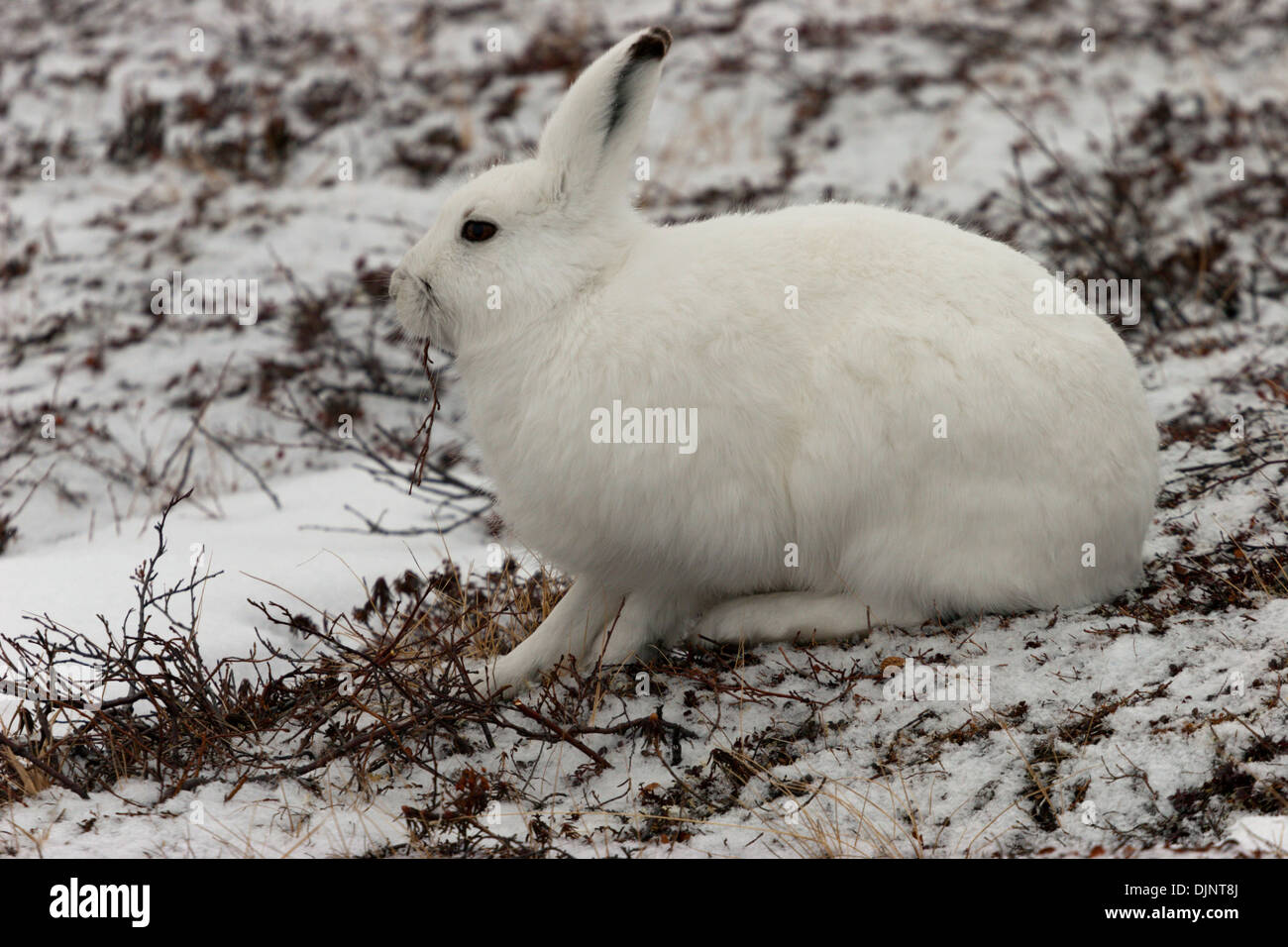 Bunny hop hi-res stock photography and images - Alamy