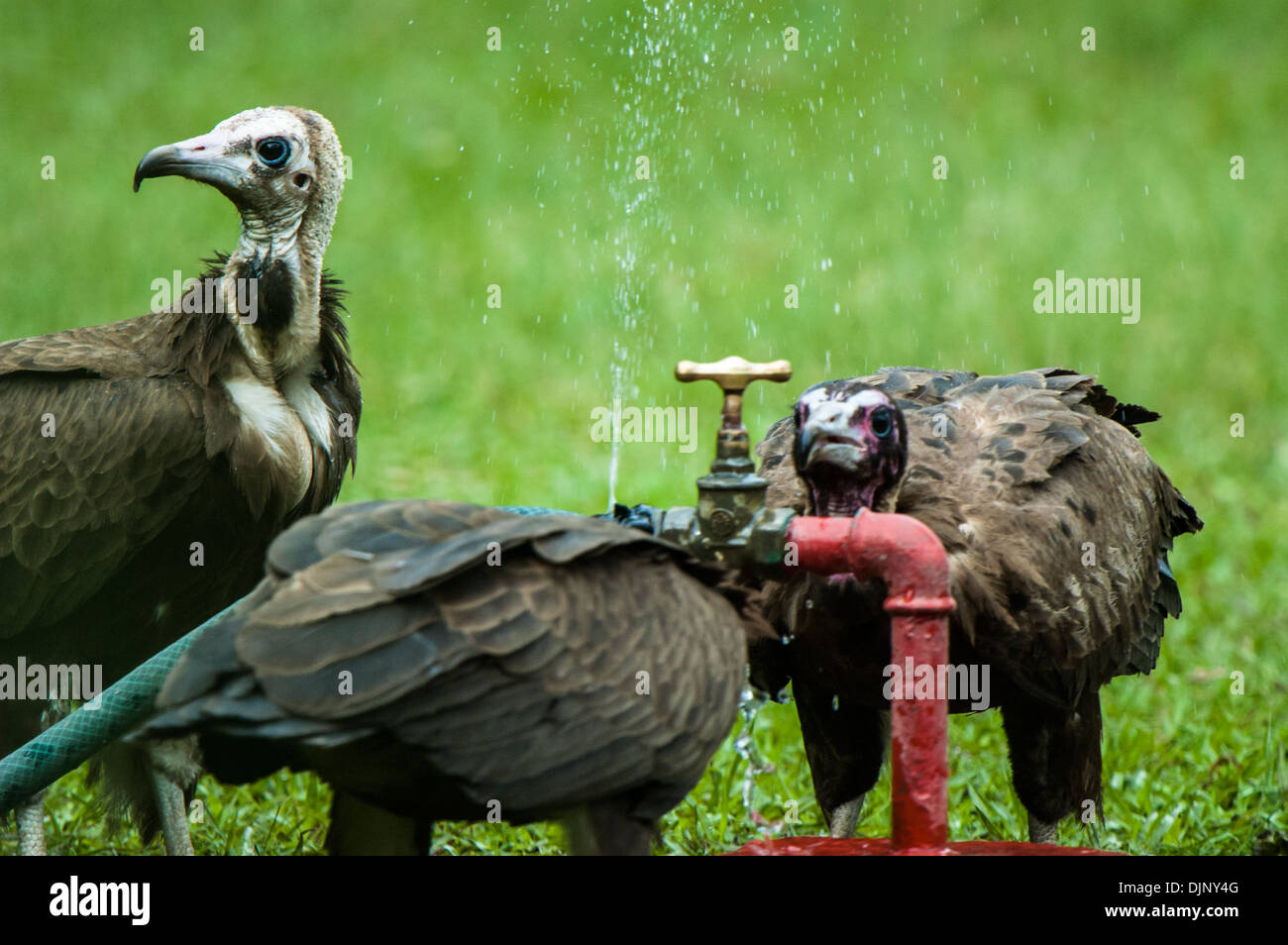 Birds sharing a tap in washing Stock Photo - Alamy