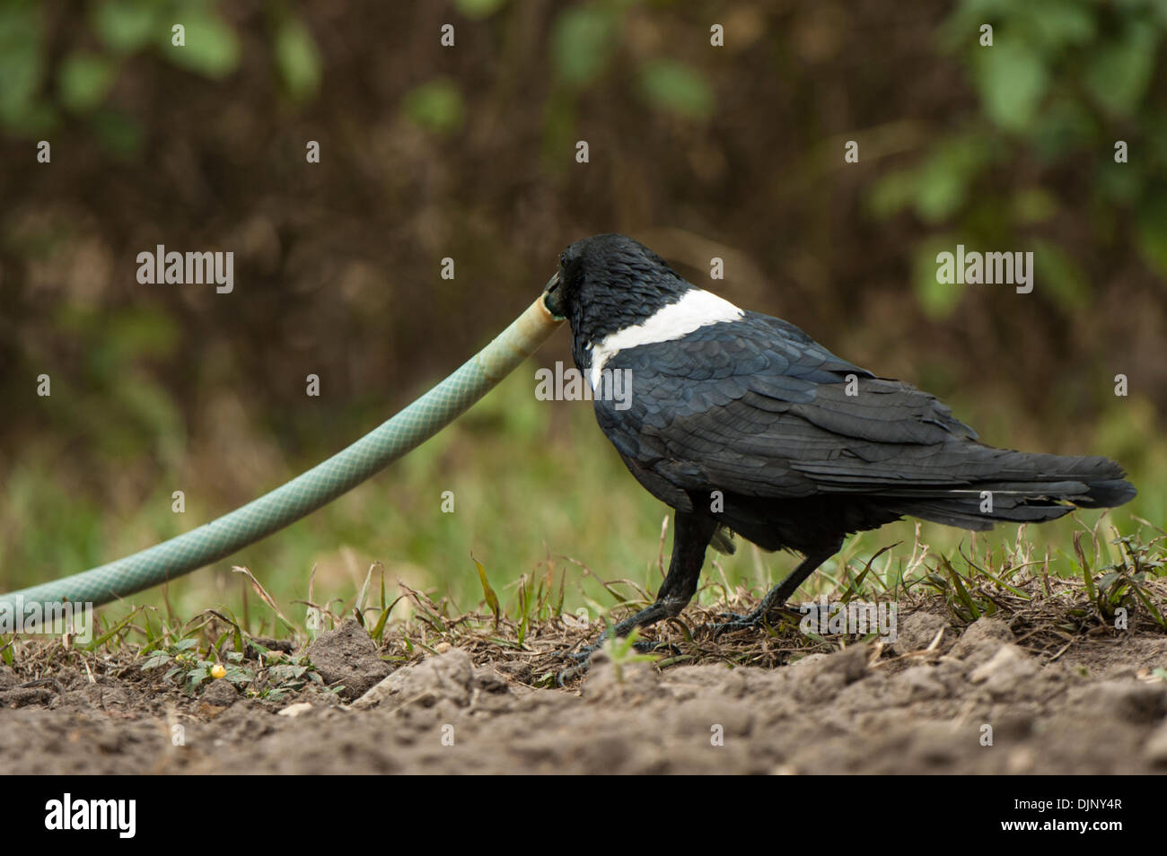 Bird playing with hose pipe Stock Photo - Alamy