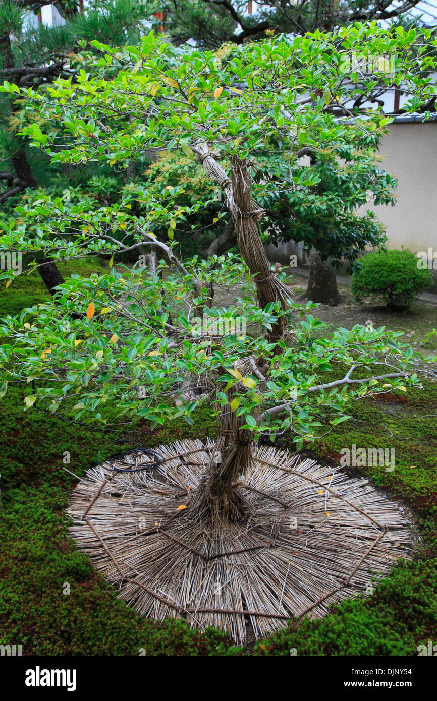Shokokuji temple garden hi-res stock photography and images - Alamy