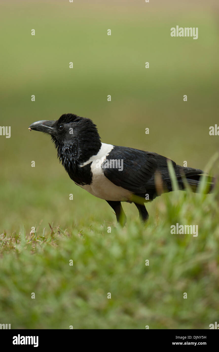 Single bird on ground in portrait view Stock Photo - Alamy