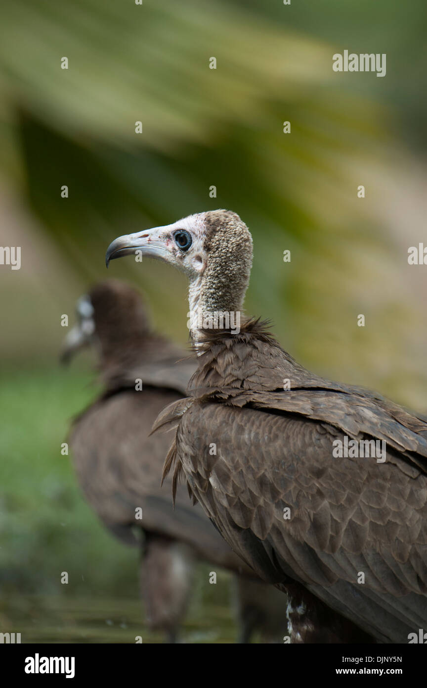 Single bird in portrait Stock Photo - Alamy