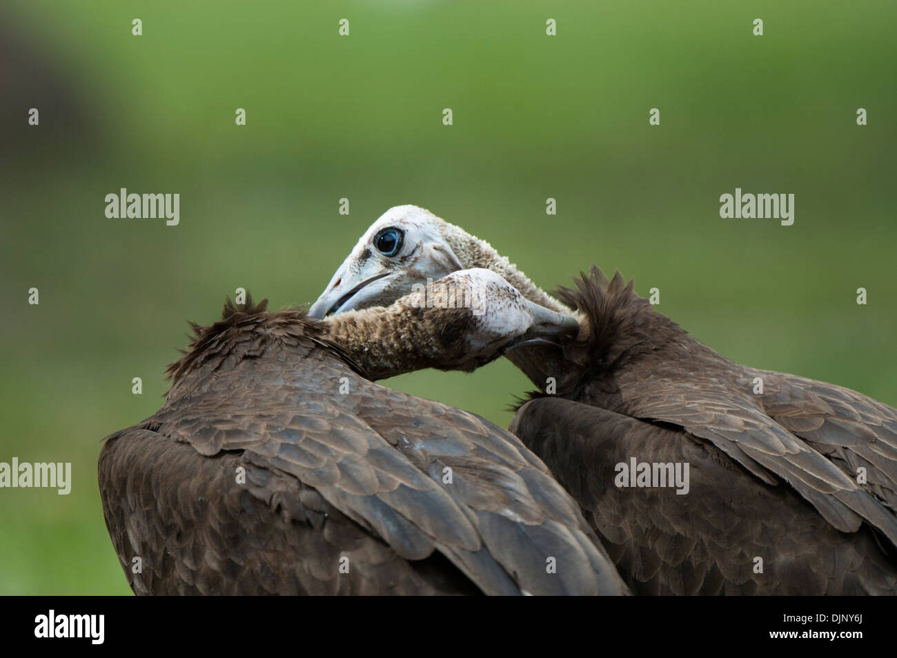 Two birds preening hi-res stock photography and images - Alamy