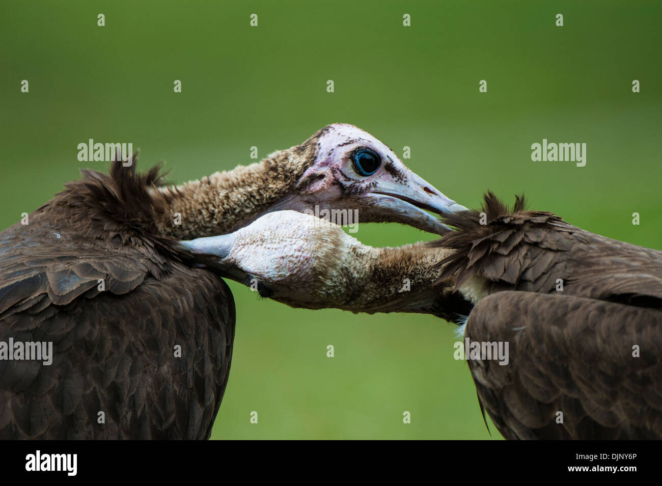 Two birds preening each other showing heads in frame Stock Photo - Alamy
