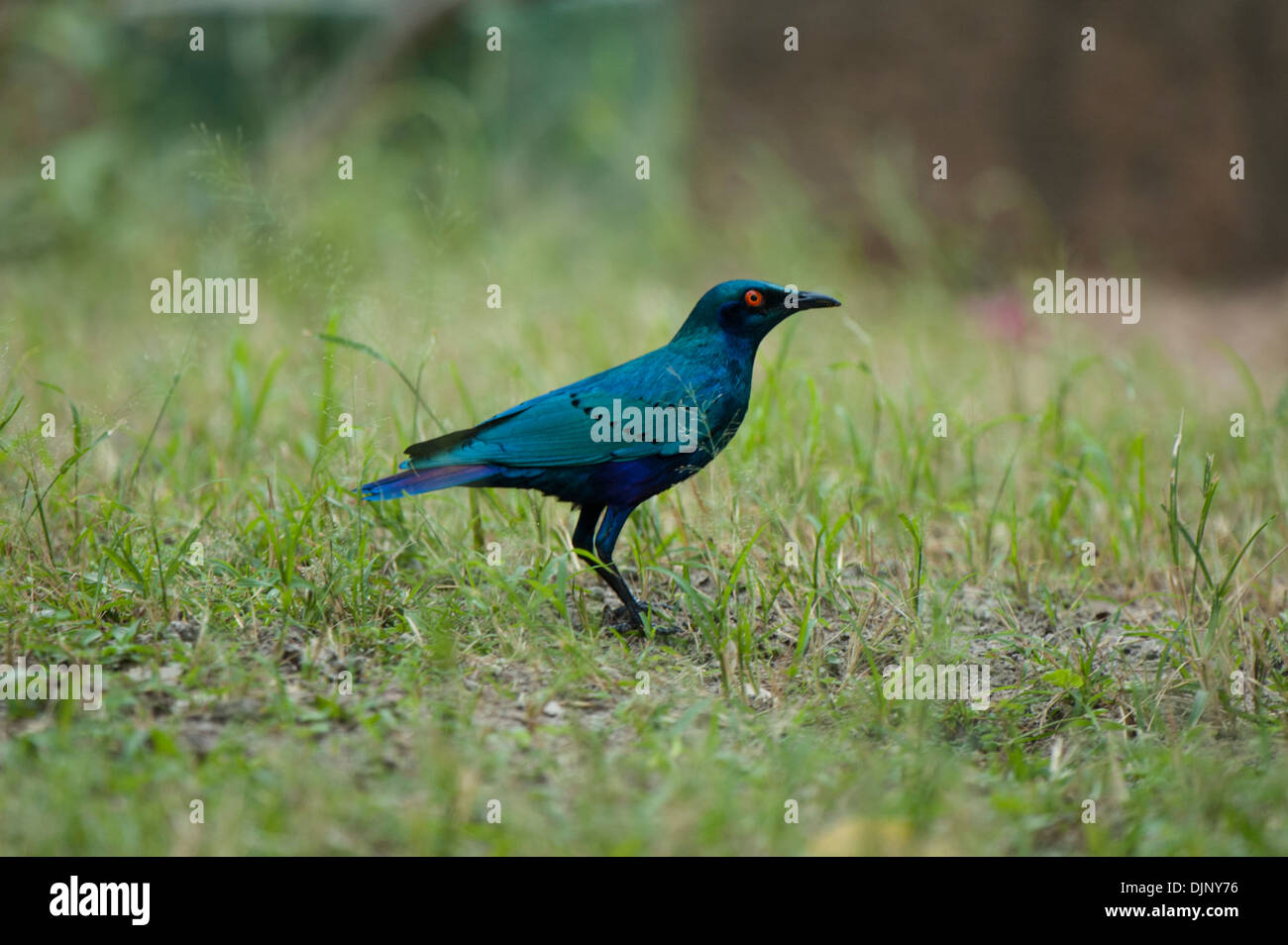 Adult bird in landscape view on ground Stock Photo - Alamy