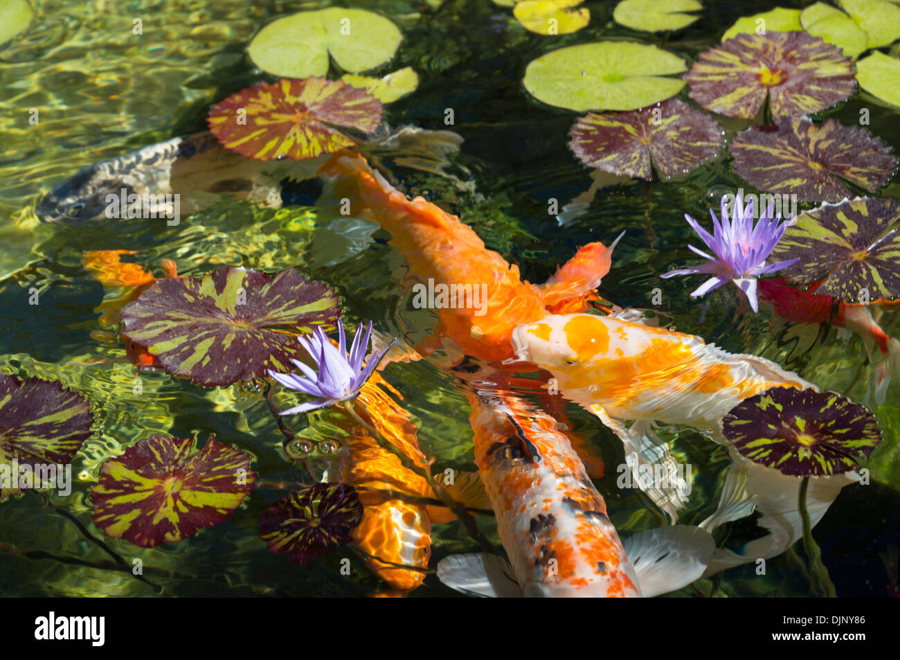 Ornamental carp hi-res stock photography and images - Alamy