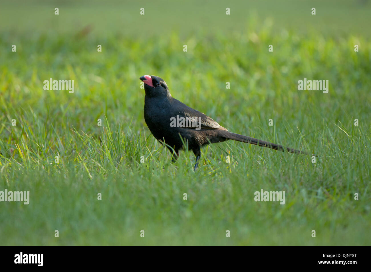 Adult bird on lawn Stock Photo - Alamy