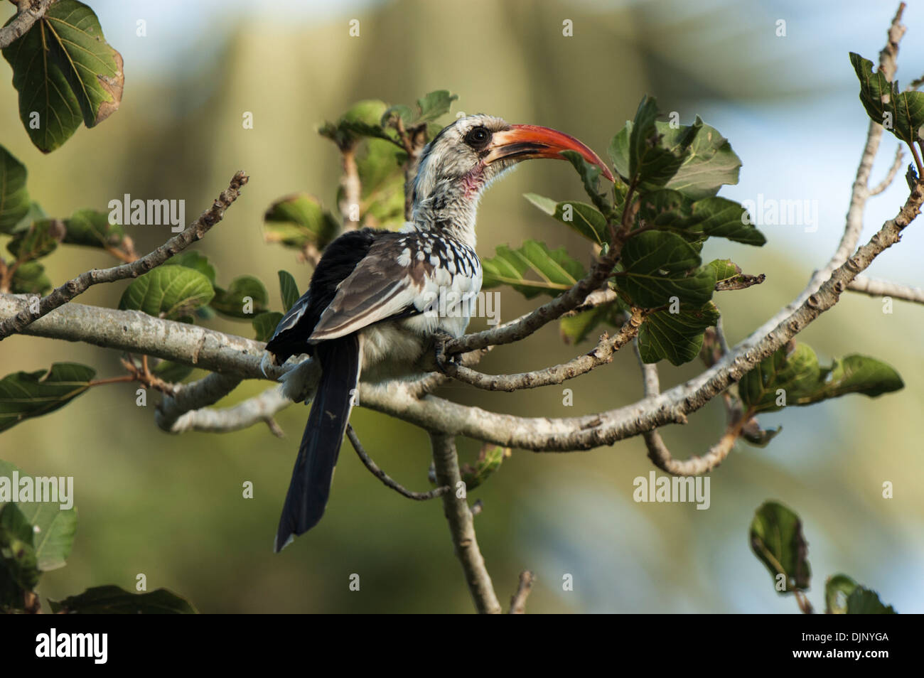Adult perched in tree in landscape view Stock Photo - Alamy