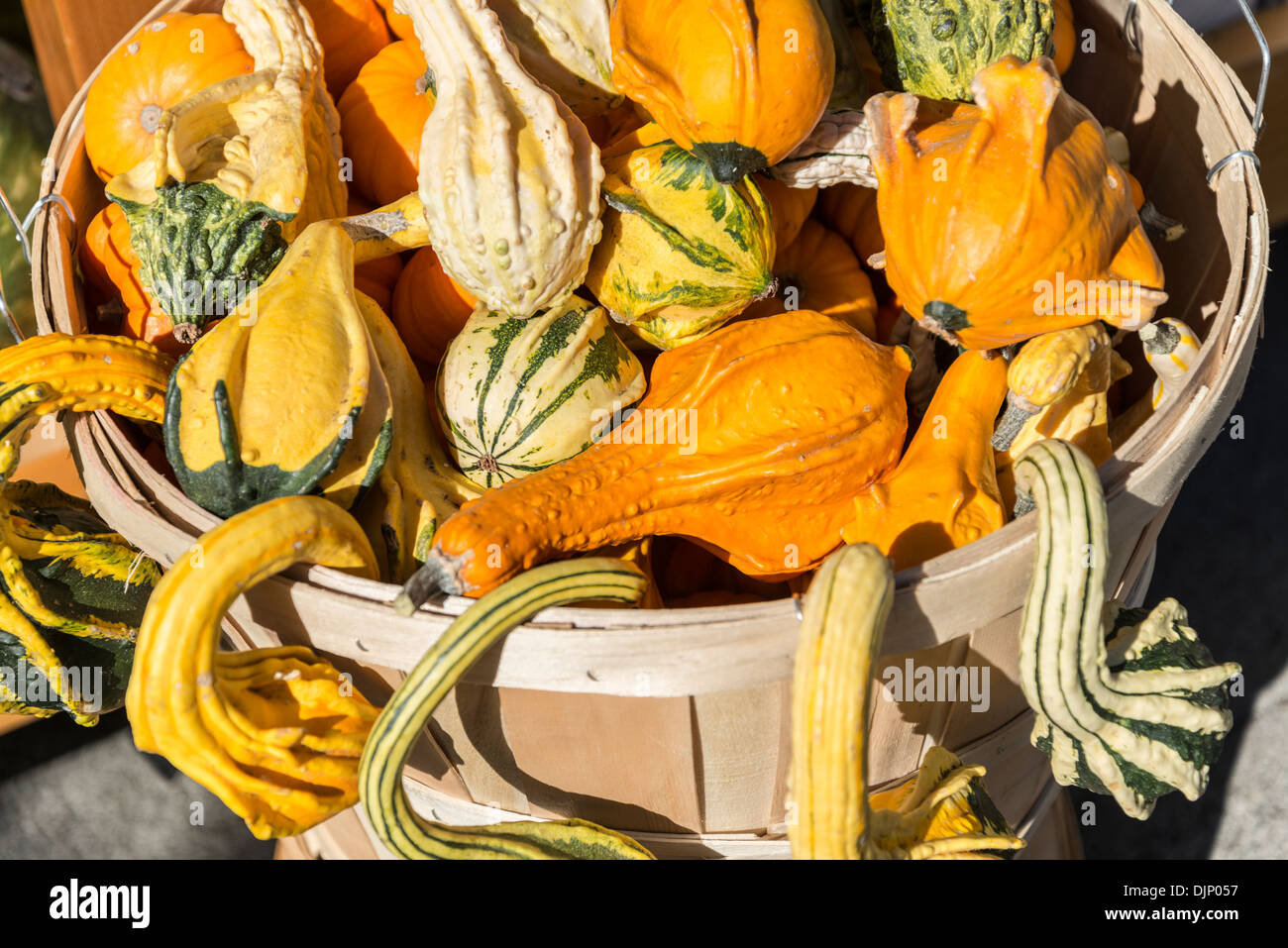 Ornamental pumpkins hi-res stock photography and images - Alamy