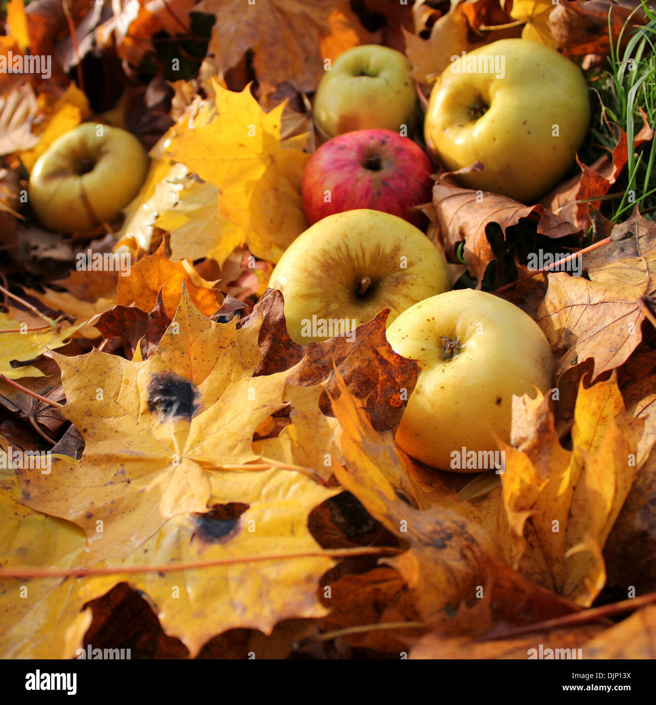 Red maple and dropped leaves hi-res stock photography and images - Alamy