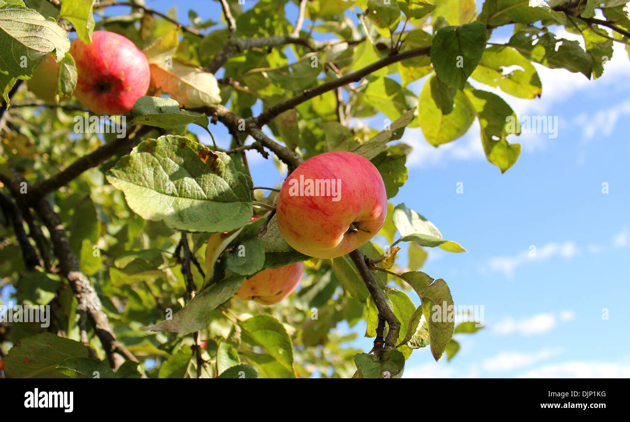 apple on the branches of apple tree Stock Photo - Alamy