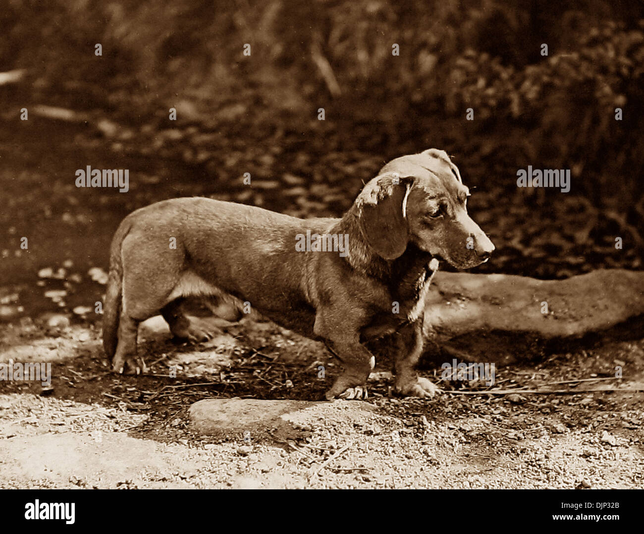 Dachshund Victorian period Stock Photo - Alamy