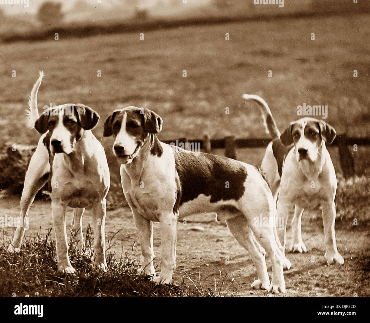 Fox hounds hi-res stock photography and images - Alamy