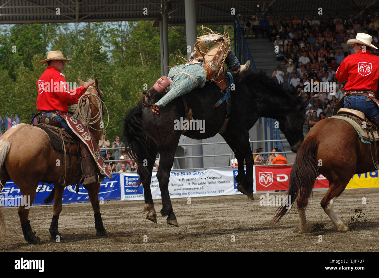 May 18, 2008 - Cloverdale, British Columbia, Canada - Cowboy competes ...