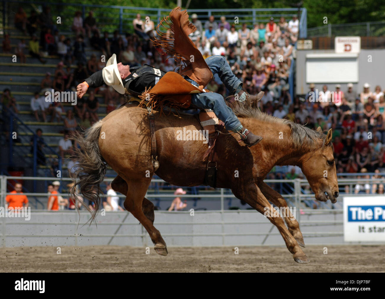 May 18, 2008 - Cloverdale, British Columbia, Canada - Cowboy competes ...