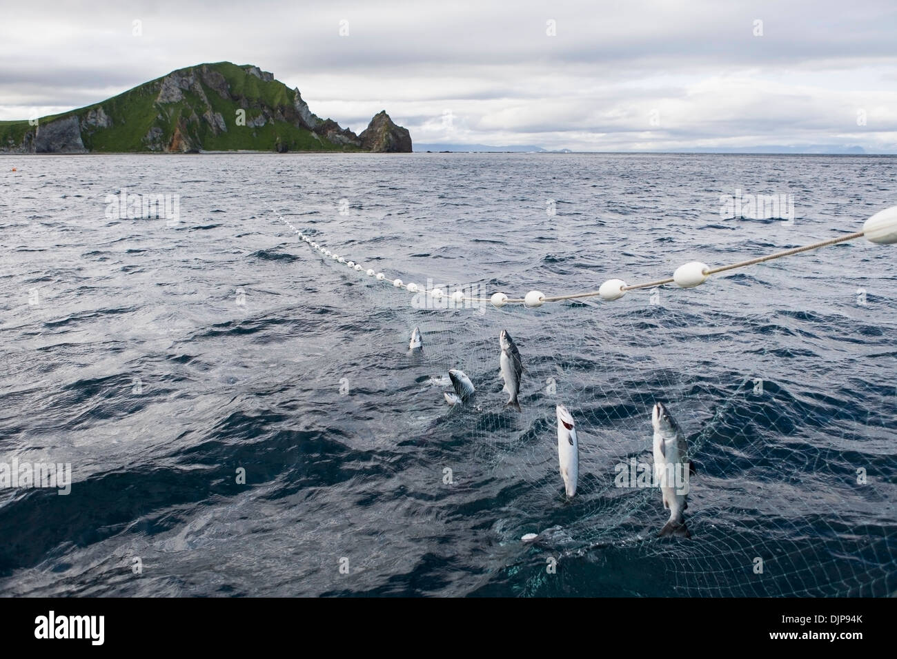A Gillnet Catching Salmon As It Stretches Towards Cape Pankoff On ...